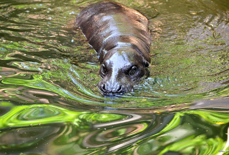 Pygmy hippo in the water stock image. Image of outdoor - 41357607