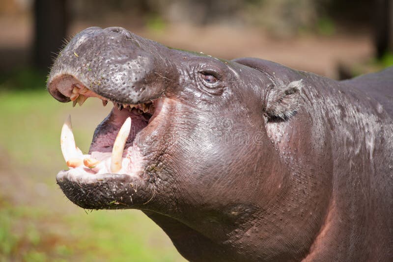 Pygmy hippopotamus stock photo. Image of large, fang - 15453596
