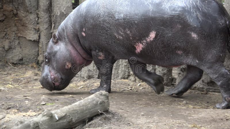 Pygmy Hippopotamus Choeropsis Liberiensis Walking on the Ground Stock ...