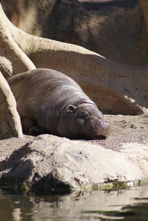 Pygmy Hippopotamus - Choeropsis Liberiensis Stock Image - Image of ...