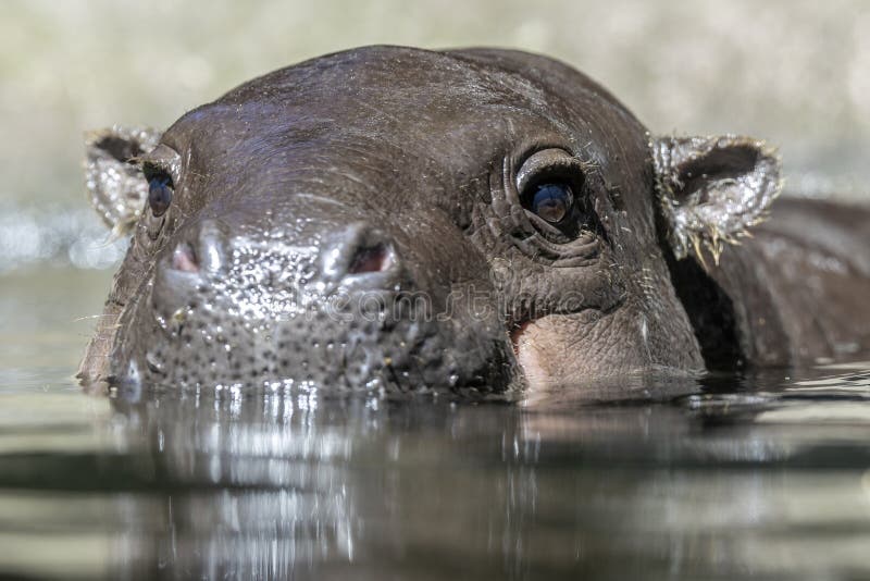 Pygmy Hippopotamus stock photo. Image of baby, australian - 361371482
