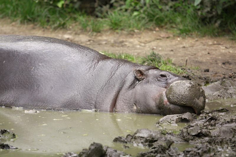Pygmy hippopotamus stock photo. Image of water, environment - 54031686