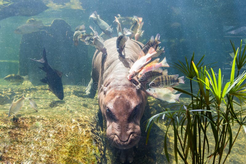 Pygmy hippos underwater stock photo. Image of large, fishs - 61488770