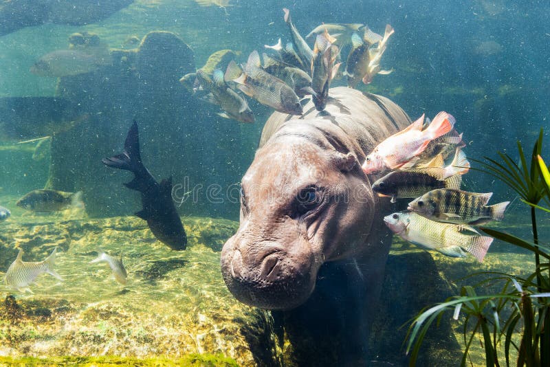 Pygmy hippos underwater stock image. Image of hippo, mouth - 61488923