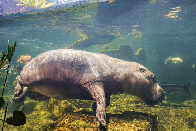 Pygmy Hippos Underwater at Zoo Stock Image - Image of nature, wild ...