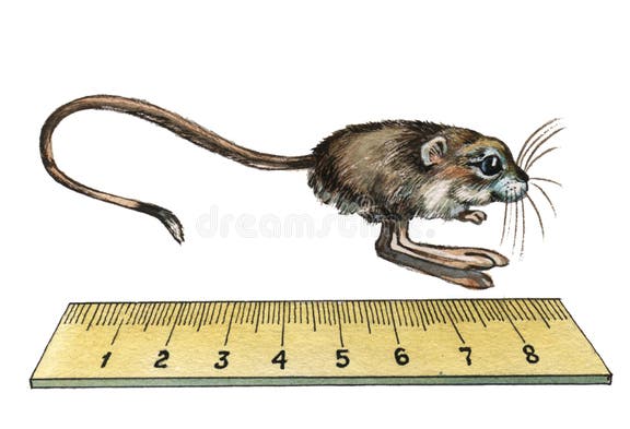 Pygmy Jerboa stock illustration. Illustration of ruler - 17005674