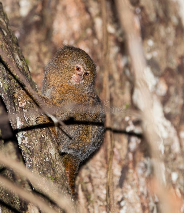 Pygmy Marmoset stock image. Image of peruvian, peru, monkeys - 26962981