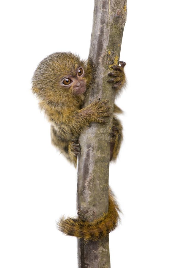 Pygmy Marmoset Resting on Branch in Vibrant Amazon Rainforest Setting ...