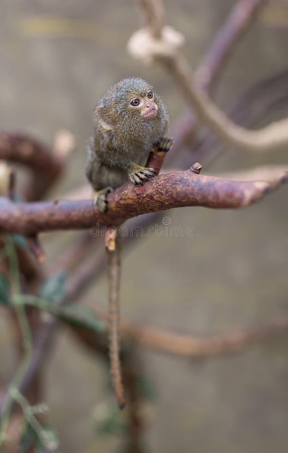 Pygmy Marmoset Callithrix Cebuella Pygmaea Stock Photo - Image of funny ...