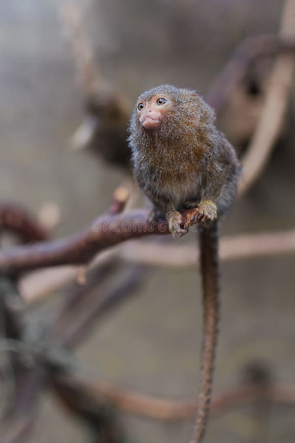 Pygmy Marmoset Callithrix Cebuella Pygmaea Stock Photo - Image of furry ...