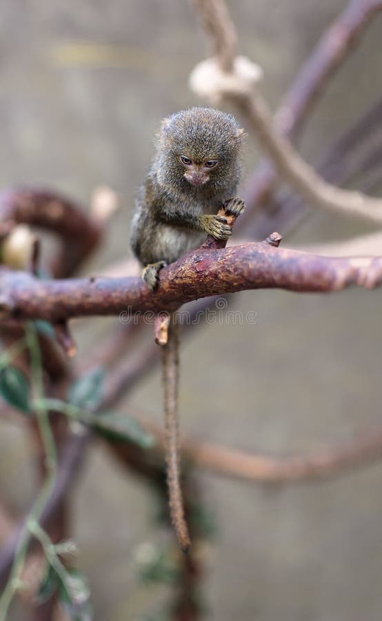 Pygmy Marmoset Callithrix Cebuella Pygmaea Stock Photo - Image of ...