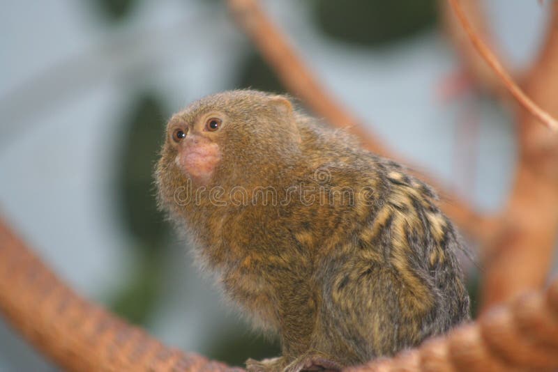 Pygmy Marmoset (Callithrix Pygmaea) Stock Image - Image of america ...
