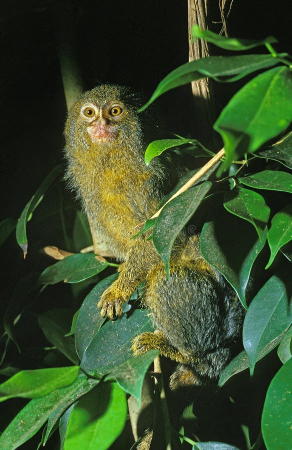 PYGMY MARMOSET Callithrix Pygmaea, ADULT Stock Photo - Image of animal ...