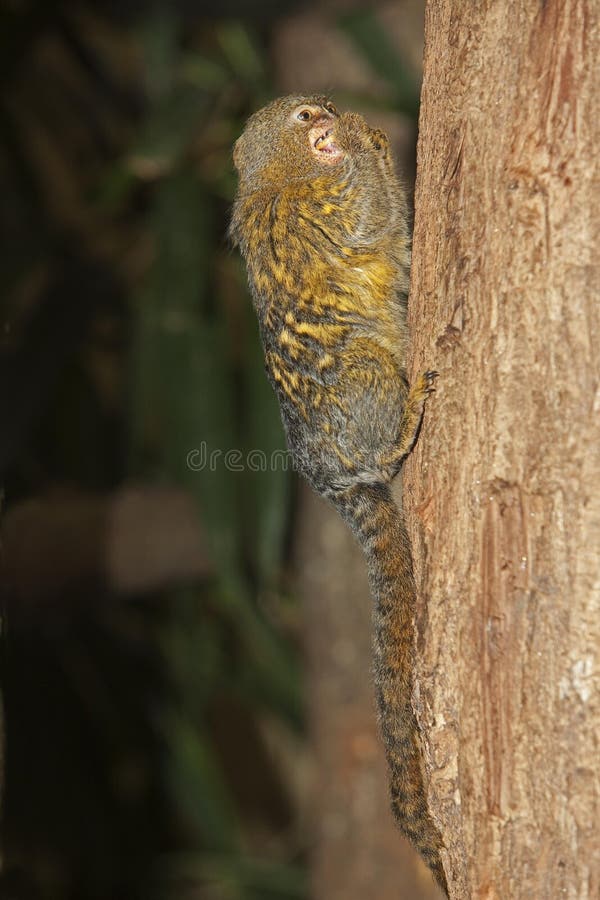 PYGMY MARMOSET Callithrix Pygmaea , ADULT on TREE TRUNK Stock Photo ...