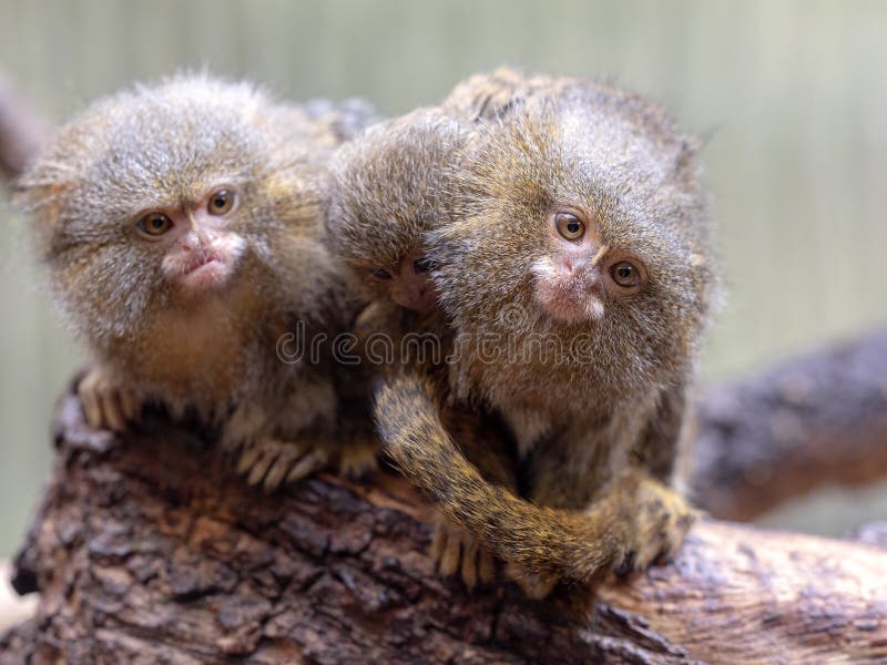 Pygmy Marmoset, Callithrix Pygmaea Niveiventris, Female with Baby Stock ...