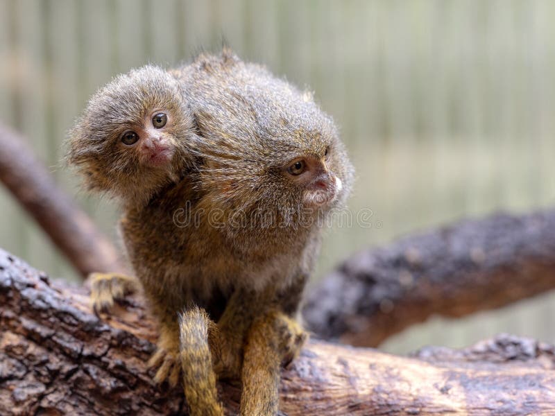 Pygmy Marmoset, Callithrix Pygmaea Niveiventris, Female with Baby Stock ...