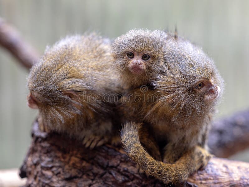 Pygmy Marmoset, Callithrix Pygmaea, Parents with Chicks Stock Image ...