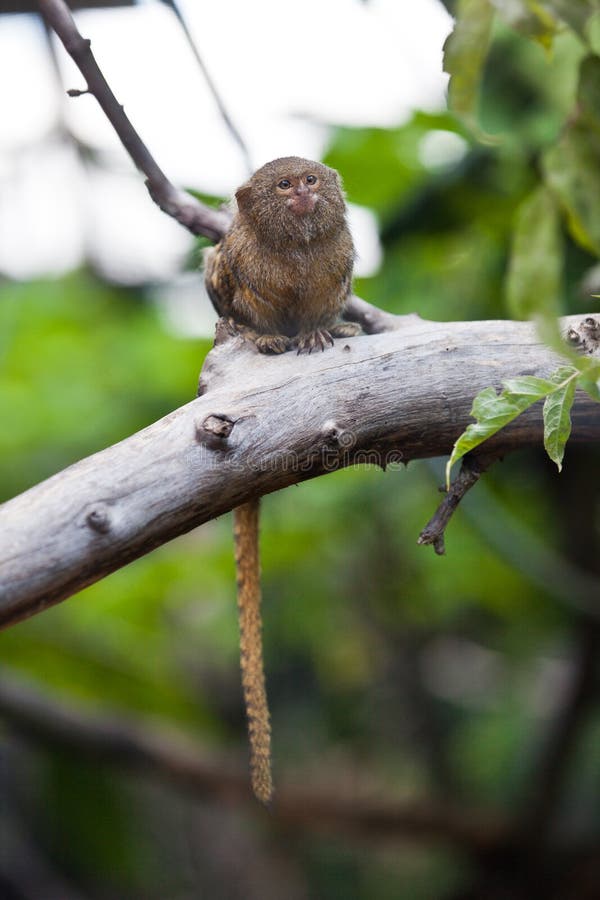 Pygmy Marmoset (Cebuella Pygmaea) Closeup Stock Photo - Image of tail ...
