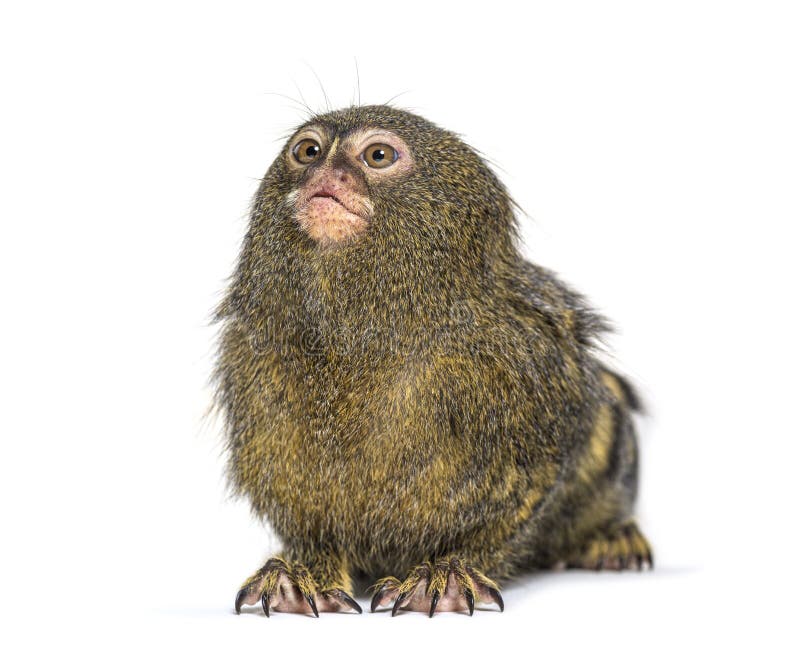 Pygmy Marmoset, Cebuella Pygmaea, Isolated Stock Image - Image of ...
