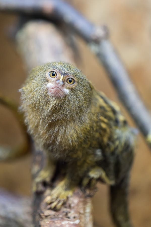 Pygmy Marmoset or Cebuella Pygmaea Stock Image - Image of fauna ...