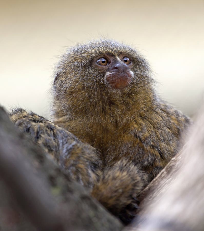 Pygmy Marmoset or Dwarf Monkey Stock Image - Image of pygmaea, pygmy ...