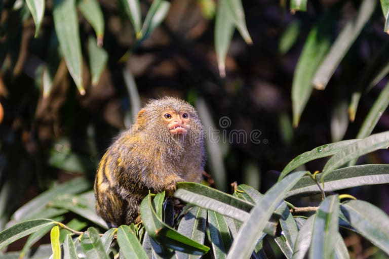 Pygmy Marmoset or Dwarf Monkey, Small Monkey on the Tree Stock Photo ...