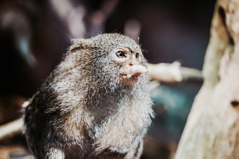 Pygmy Marmoset Monkey Eating Something Stock Image - Image of black ...
