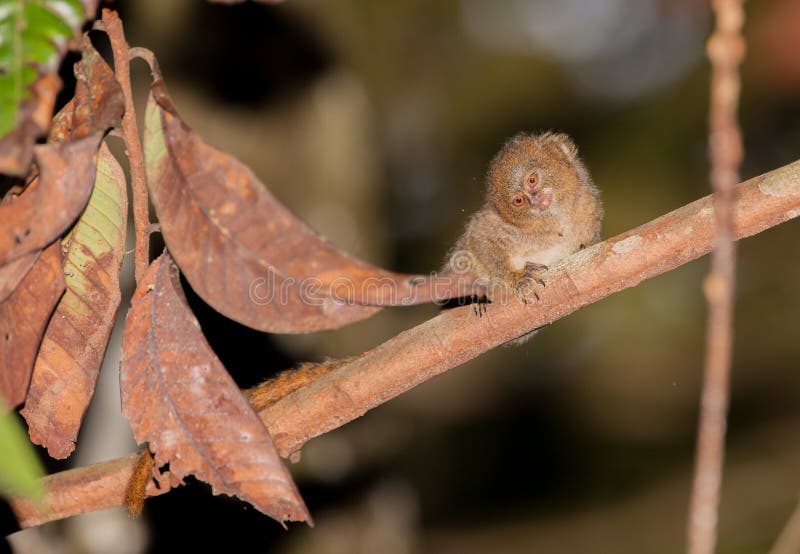 Dwergmarmoset op een tak stock afbeelding. Image of weinig - 26962995