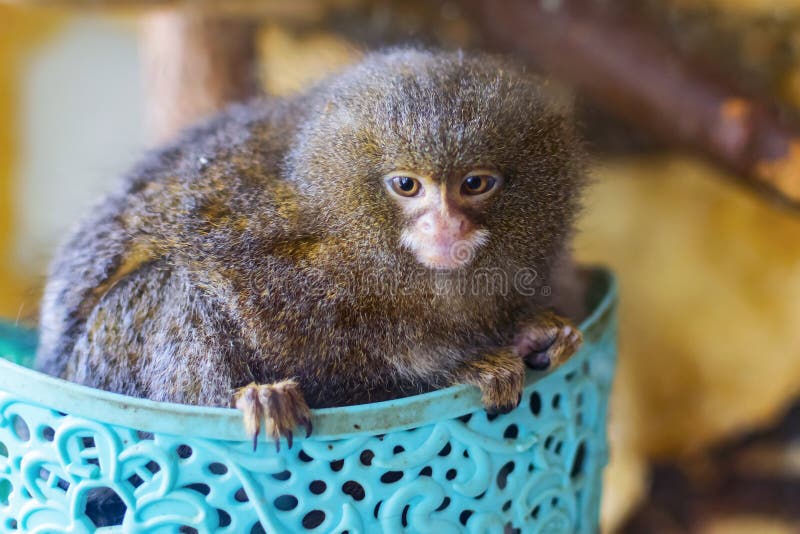 The Pygmy Marmoset is Sitting in a Blue Plastic Basket. Stock Image ...