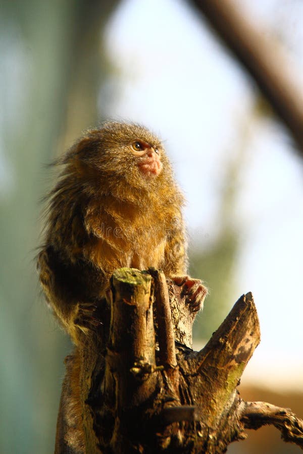 Pygmy marmoset stock photo. Image of nice, cebuella, hand - 87781036
