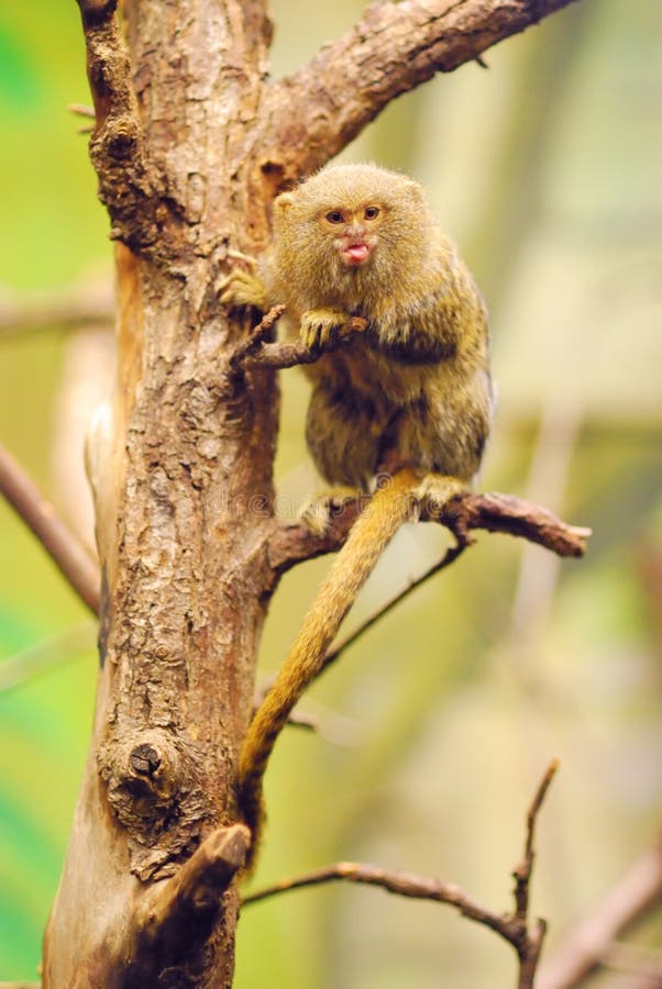 Pygmy marmoset stock photo. Image of brown, cute, closeup - 30044376