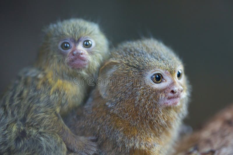 Pygmy Marmoset stock photo. Image of small, primate, monkeys - 36431776