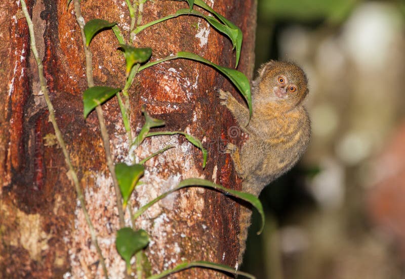 Pygmy Marmoset on tree stock image. Image of creatures - 26963013