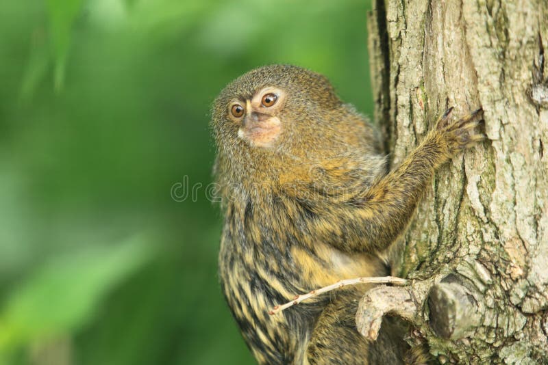 Pygmy Marmoset and Golden Lion Tamarin Stock Image - Image of animal ...