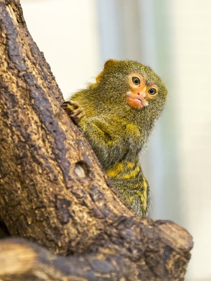 Pygmy marmoset on a tree stock photo. Image of primates - 89320344