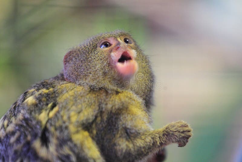 Pygmy marmoset stock image. Image of marmoset, mammal - 35998965