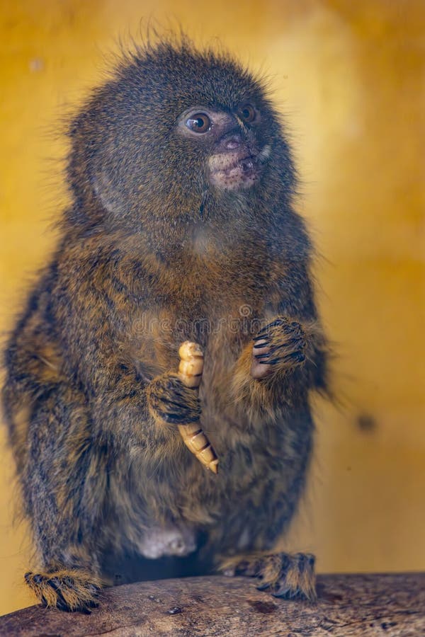 Pygmy marmosets monkey stock image. Image of pygmy, looking - 379524305