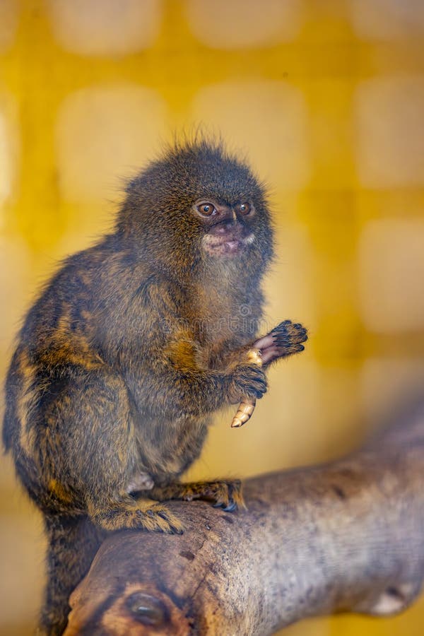 Pygmy marmosets monkey stock image. Image of pygmy, amazon - 379524313