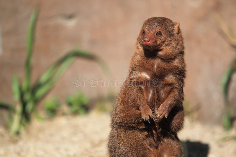 Pygmy mongoose stock photo. Image of mongoose, dwarf - 29552688
