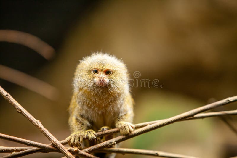 Pygmy Monkey Marmoset on a Branch Stock Image - Image of amazon, nature ...