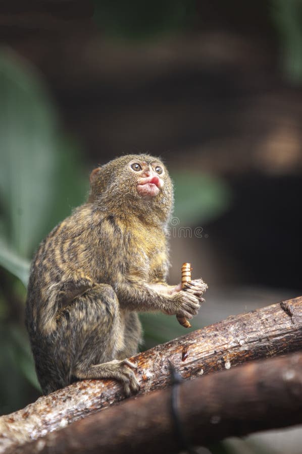 Pygmy Monkey Marmoset Cebuella Pygmaea Stock Photo - Image of camera ...
