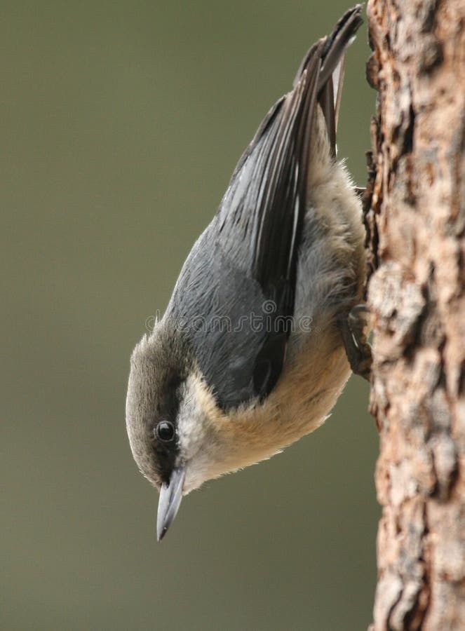 Pygmy Nuthatch stock photo. Image of outdoors, critter - 3747722