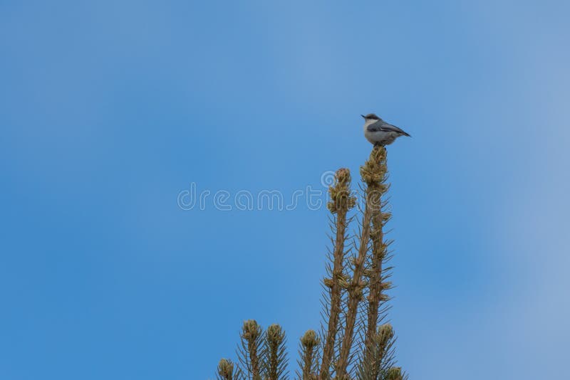 Pygmy Nuthatch Perched on a Pine Tree - Frisco - Colorado Stock Image ...