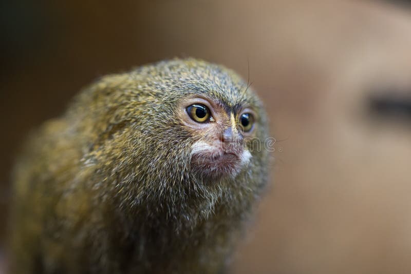 Pygmy Ouistiti of Cebuella-pygmaea Stock Foto - Image of portret ...