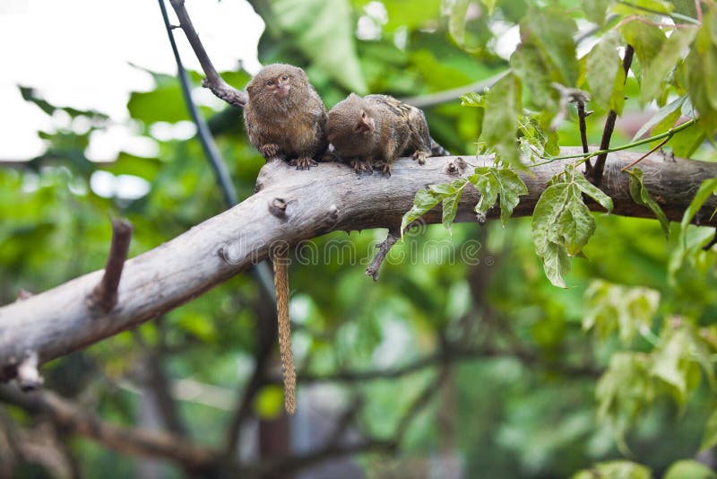 Pygmaea van Cebuella stock foto. Image of dier, marmoset - 29963978