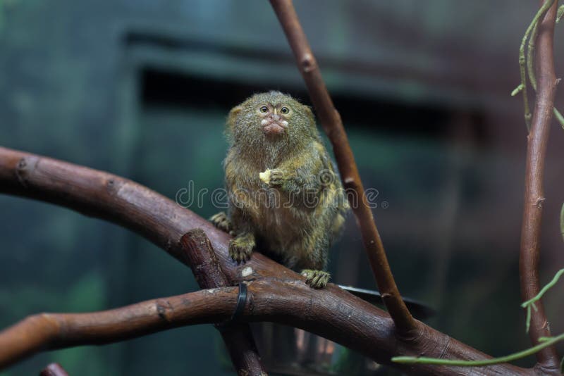 Pygmaea van Cebuella stock foto. Image of dier, marmoset - 29963978