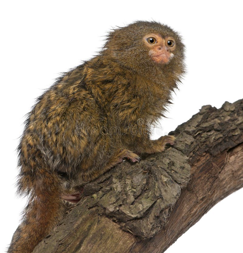 Pygmy Marmoset (5 Weken) - Callithrix (Cebuella) P Stock Afbeelding ...