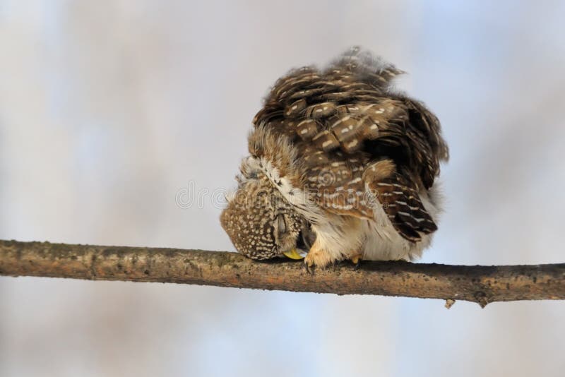 Pygmy Owl beak processing stock photo. Image of europe - 60630600