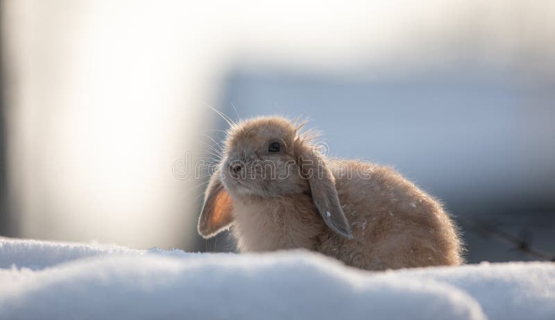 Pygmy rabbit in snow stock image. Image of curiosity - 295677189