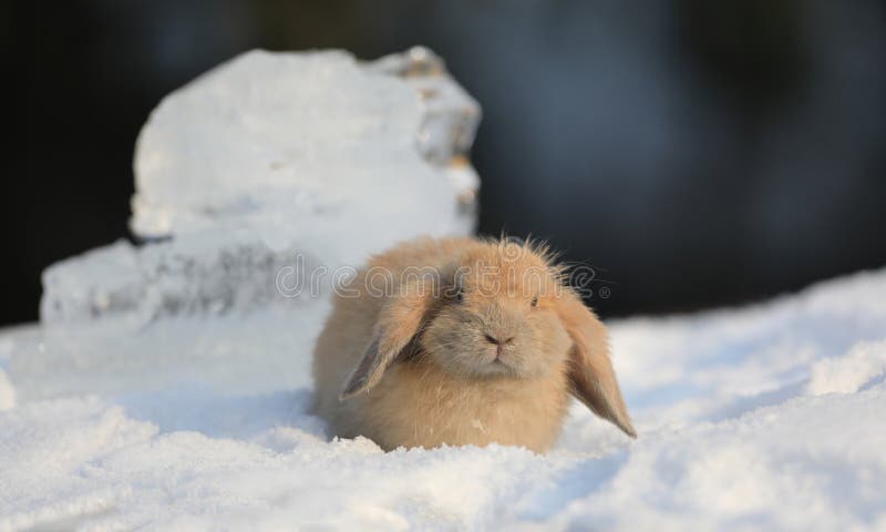 Pygmy rabbit in snow stock photo. Image of outdoors - 295678032